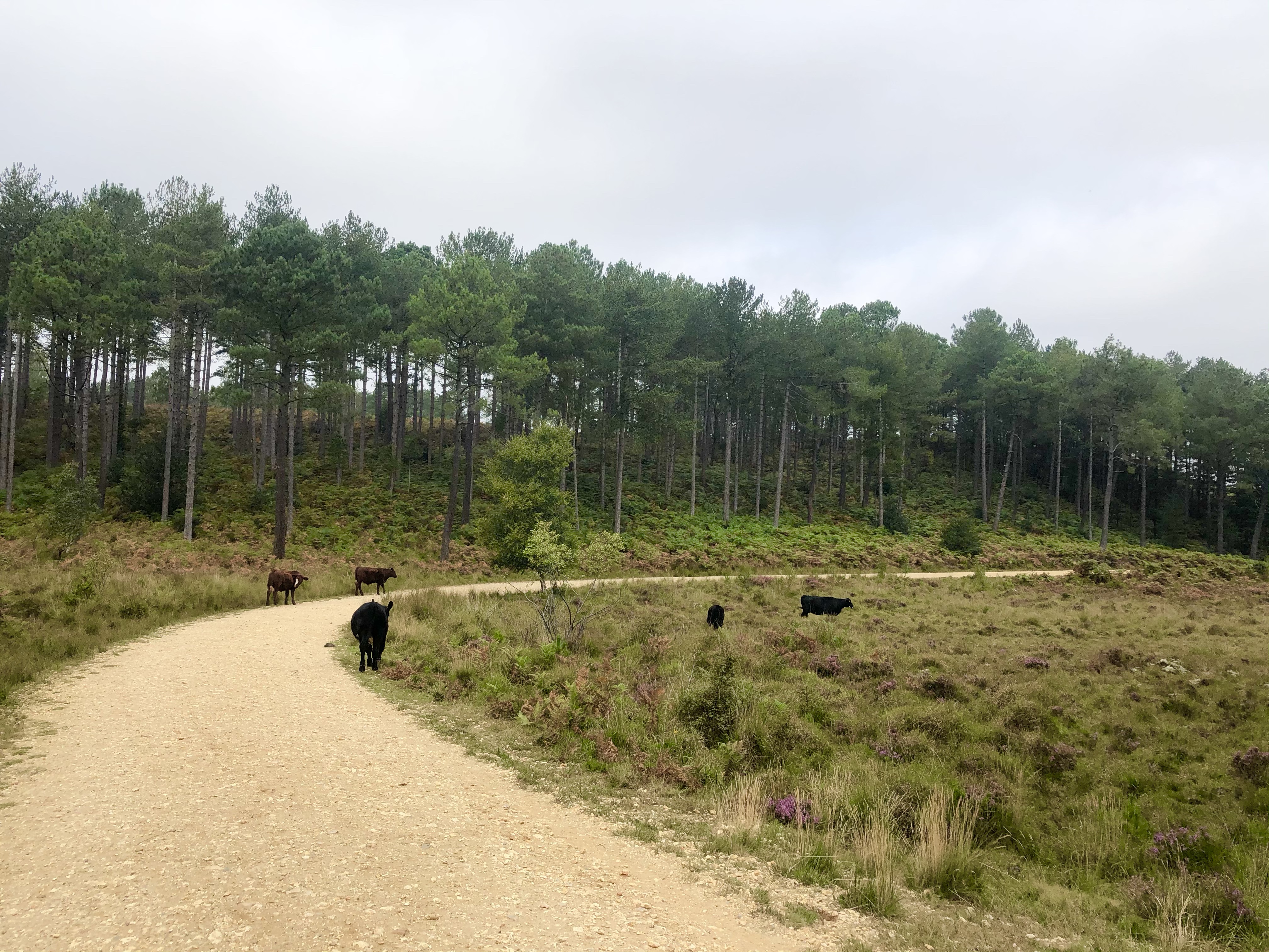 Wareham Forest bike ride - Tess Of The Vale