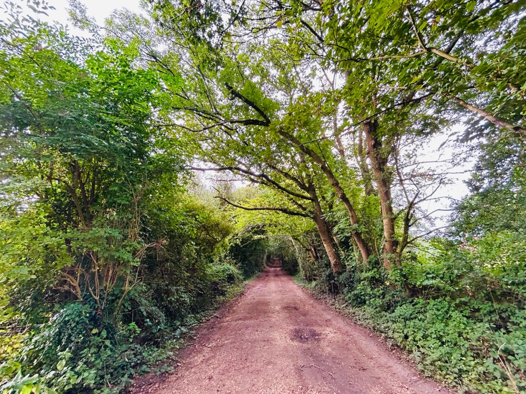 Corfe Mullen - Tess Of The Vale