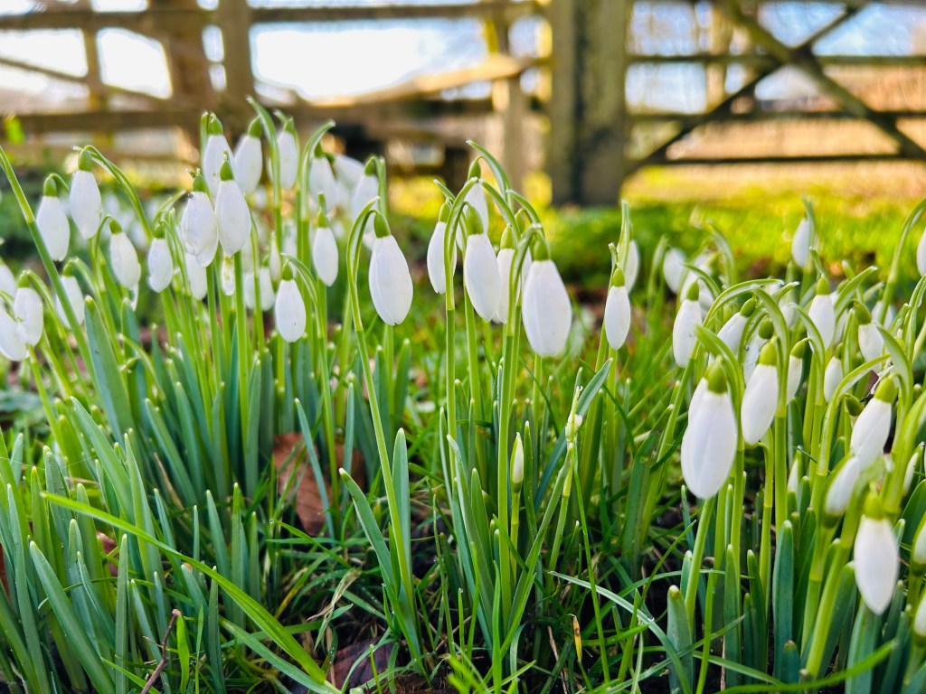 Dorset Snowdrops - Tess Of The Vale